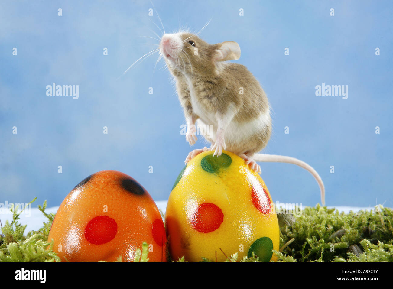 fancy mouse - with Easter eggs Stock Photo - Alamy