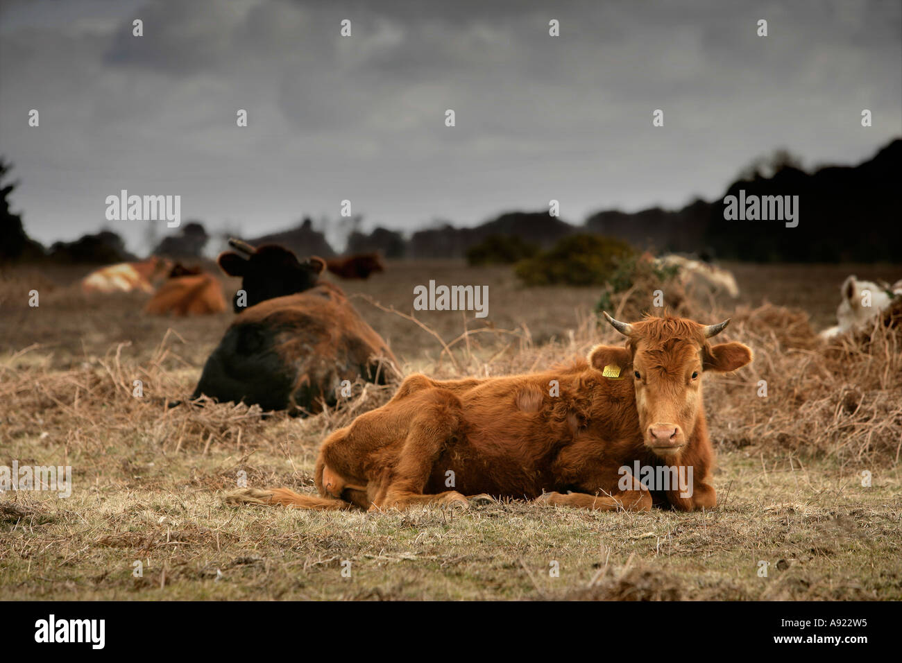 Lame cow hi-res stock photography and images - Alamy