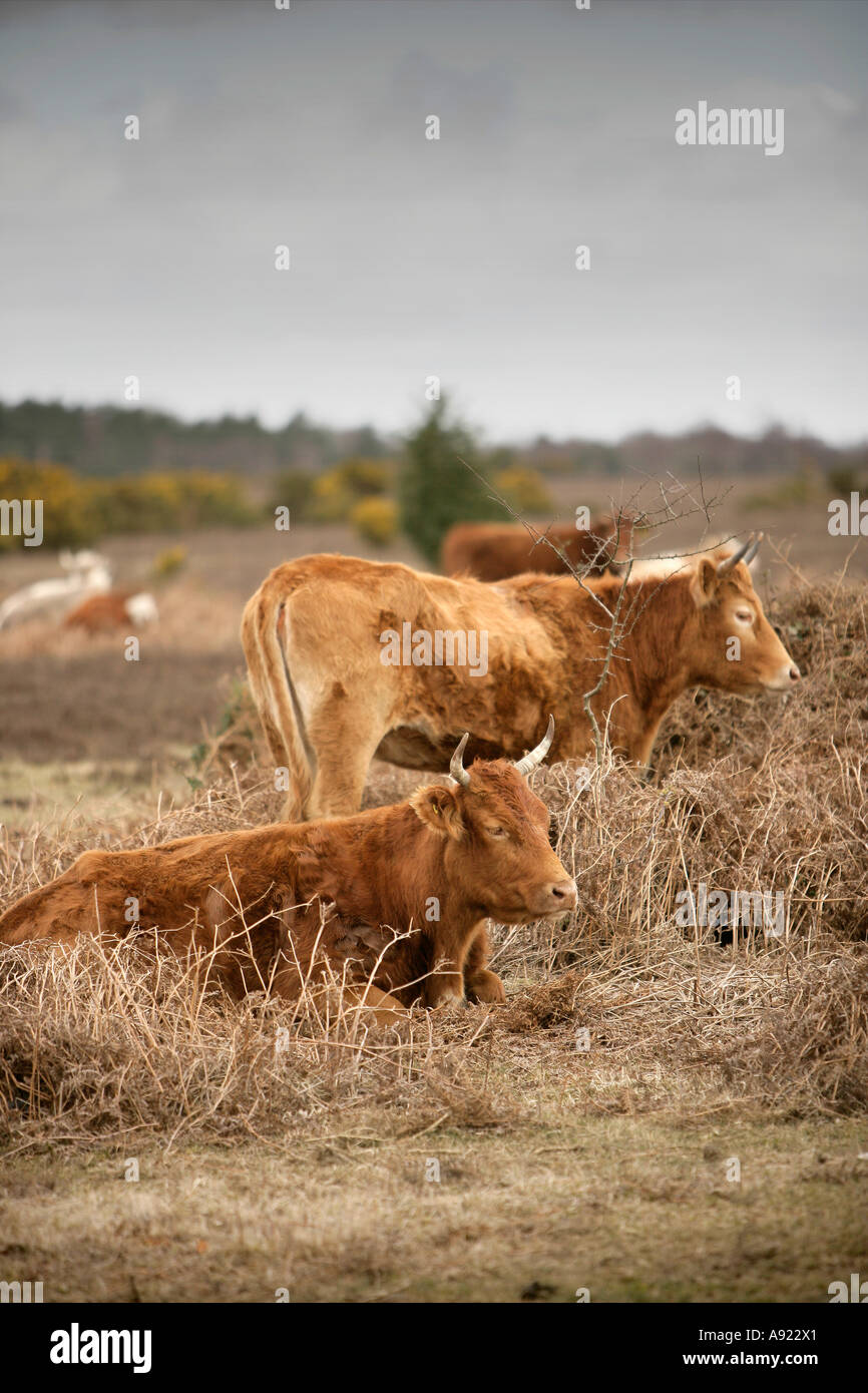 New forest cattle bull cow hi-res stock photography and images - Alamy