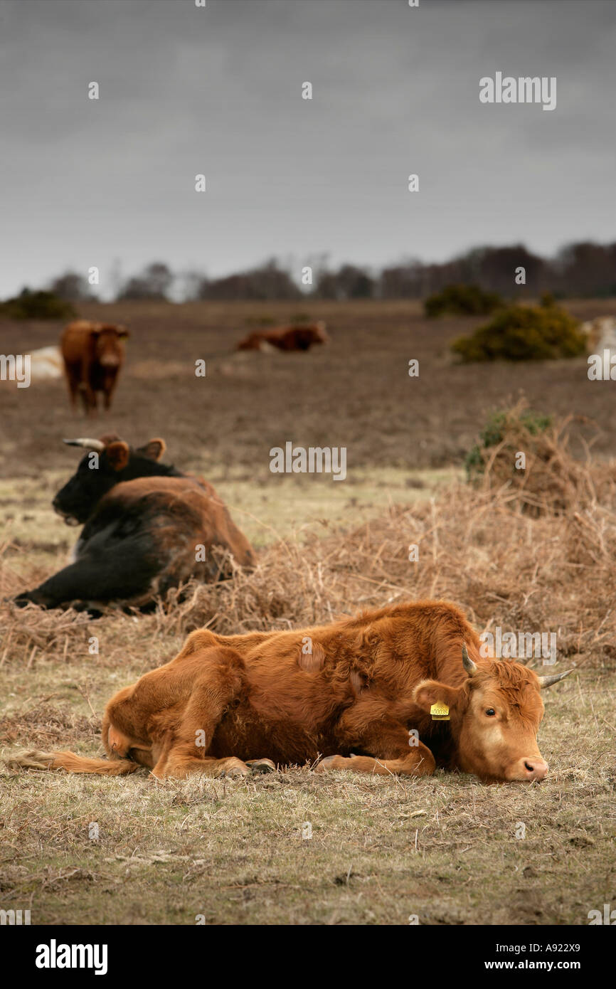 New cattle disease hi-res stock photography and images - Alamy