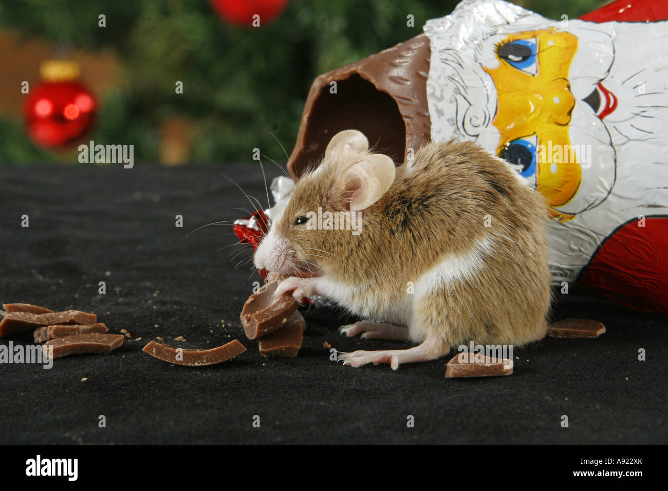 Advent mouse hi-res stock photography and images - Alamy