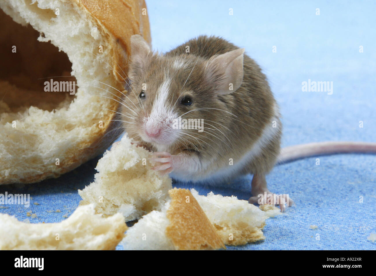 fancy mouse - at bread roll Stock Photo - Alamy