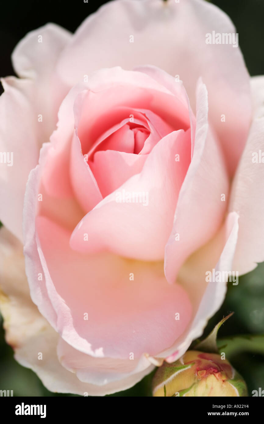 Close up of pink rose at RHS Gardens Wisley Royal Horticultural Society ...