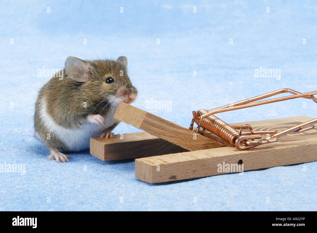fancy mouse - at mousetrap Stock Photo - Alamy