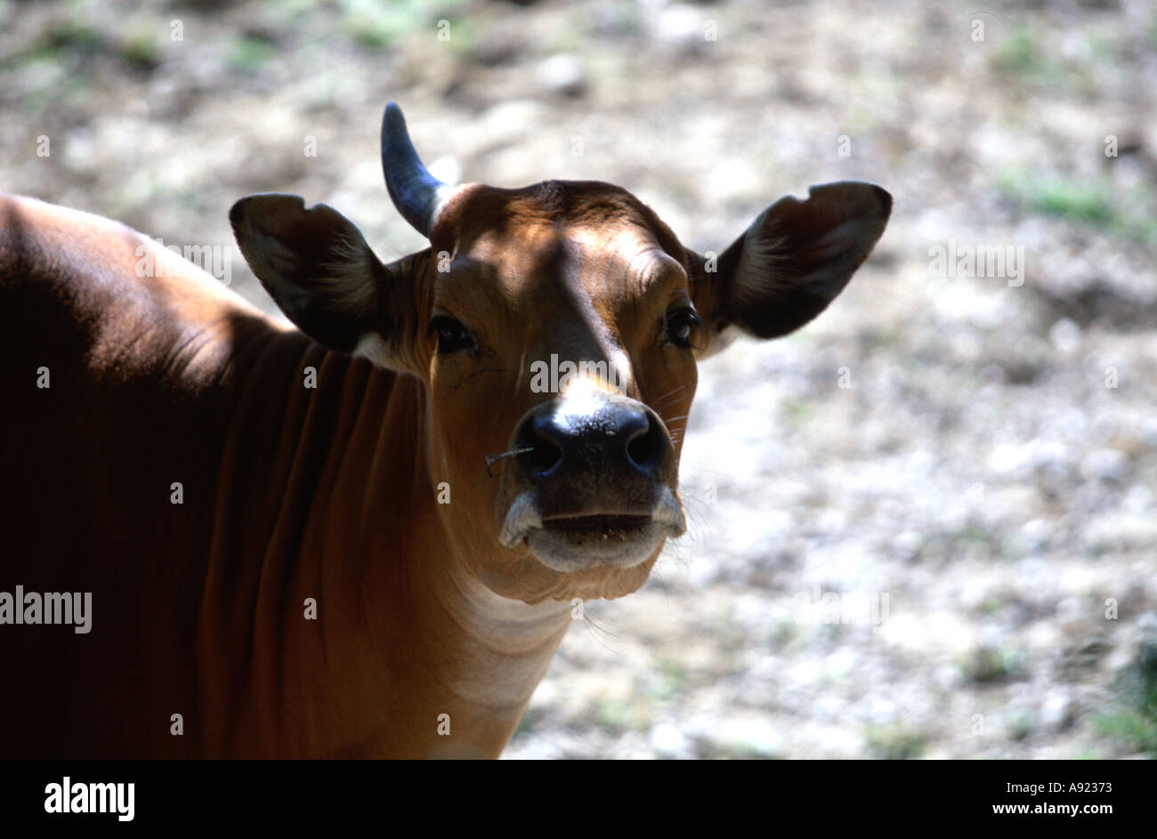 Mad cow disease death hi-res stock photography and images - Alamy
