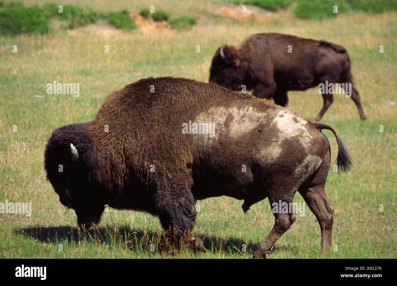 Bisons running hi-res stock photography and images - Alamy
