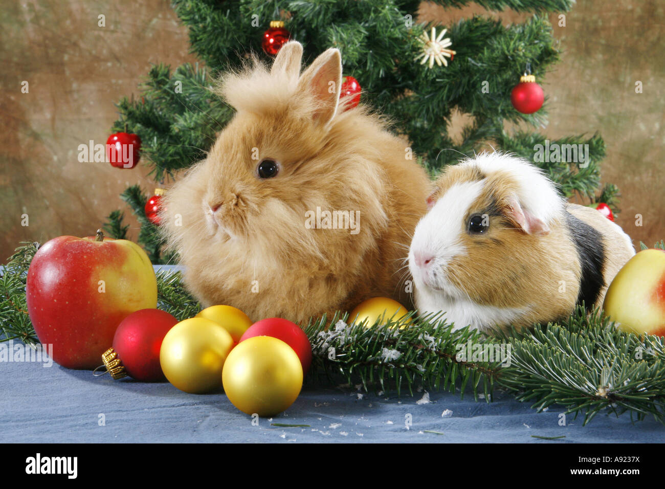 animal friendship. Dwarf rabbit and guinea pig in Christmas decoration ...