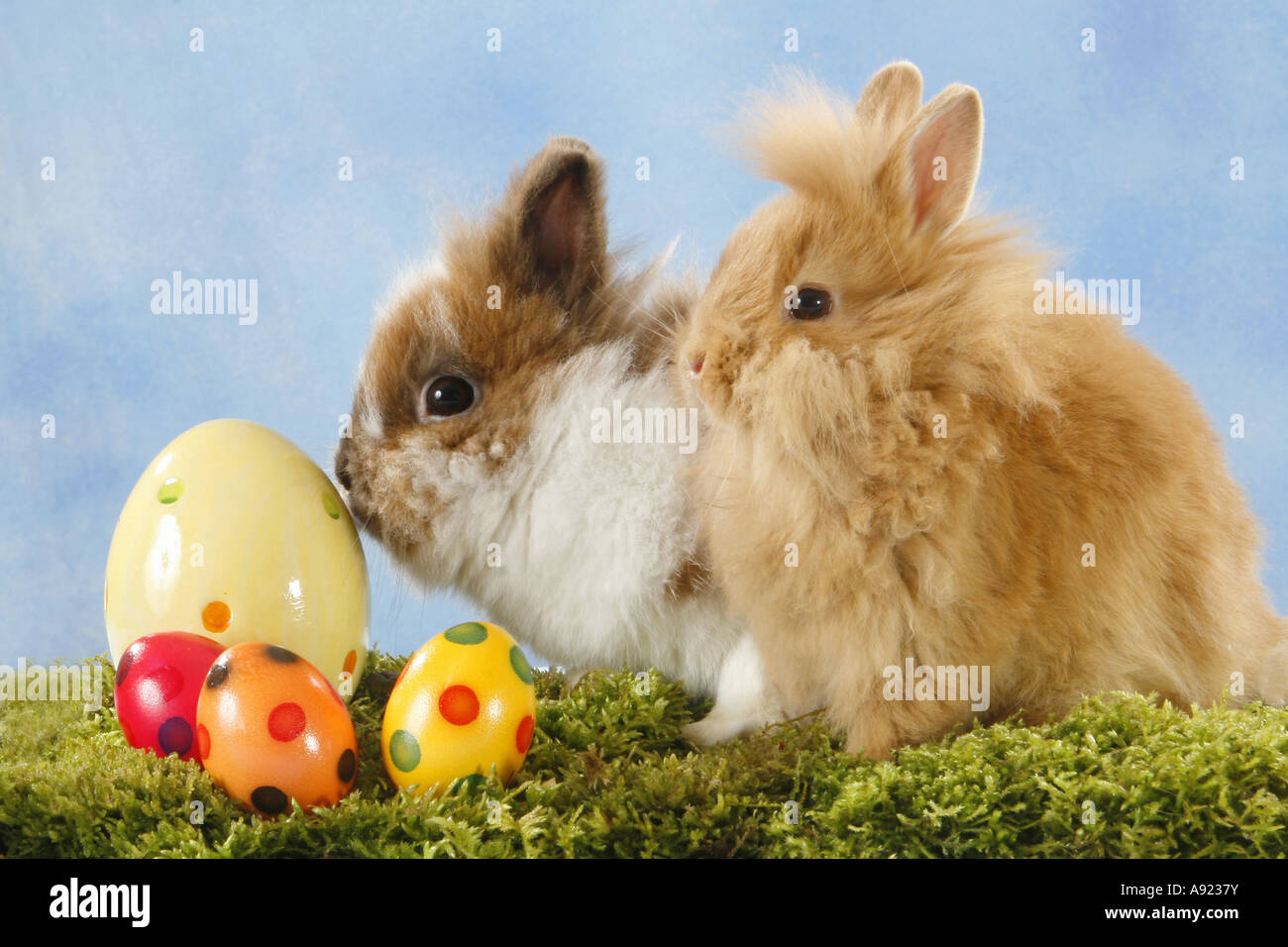 two dwarf rabbits - with Easter eggs Stock Photo - Alamy