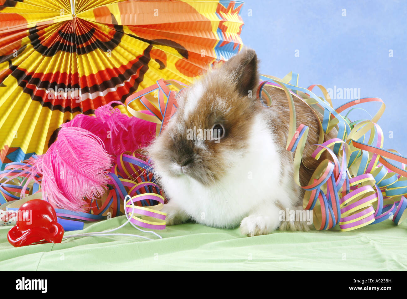dwarf rabbit - between paper streamers Stock Photo - Alamy
