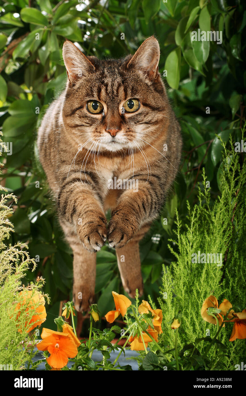 Domestic cat. An adult tabby cat jumps towards the camerag Stock Photo ...