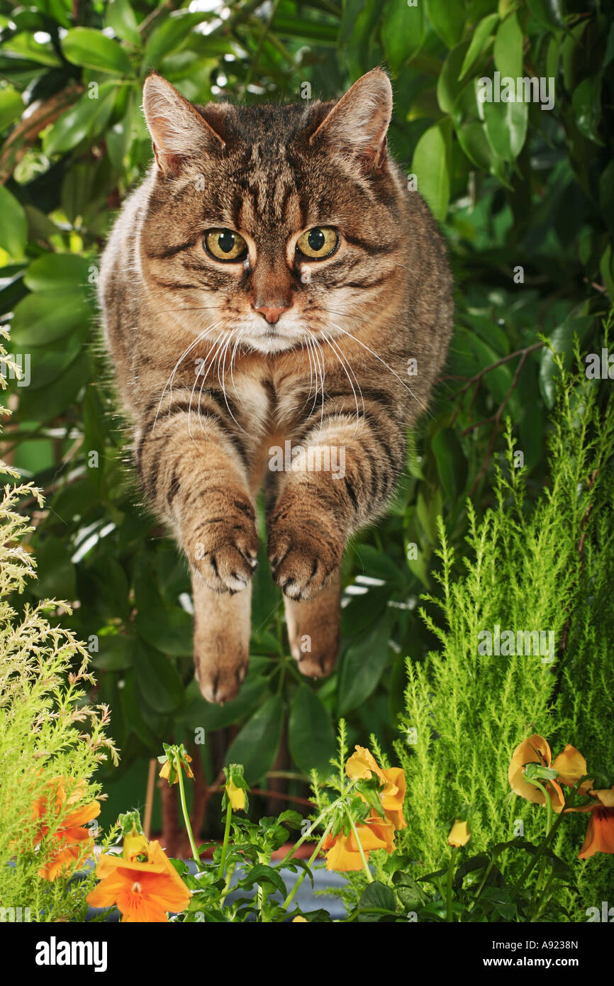 Domestic cat. An adult tabby cat jumps towards the camera Stock Photo ...