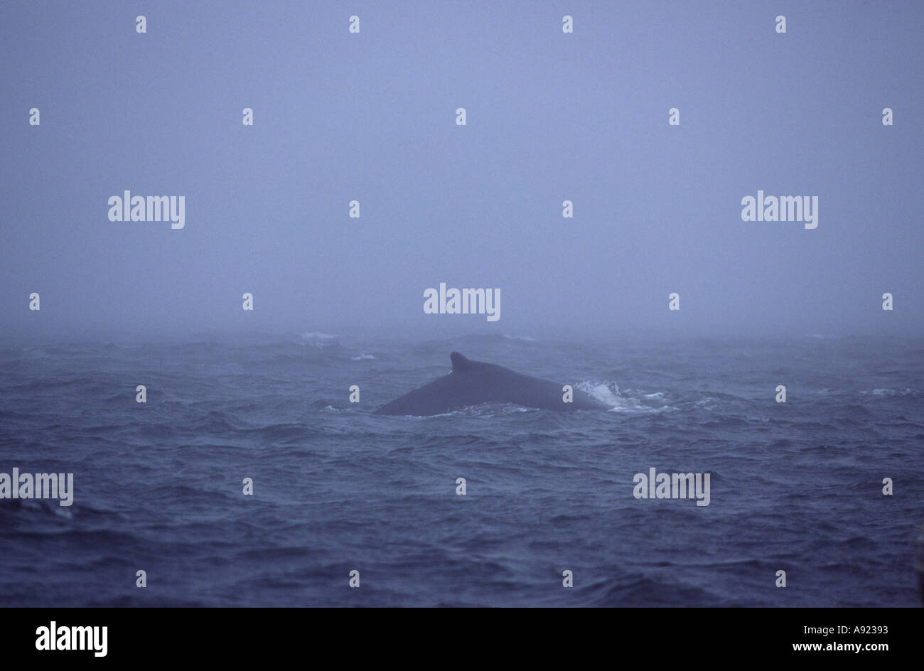 Humpack whale in the fog on Saint Laurent river near Tadoussac Quebec ...