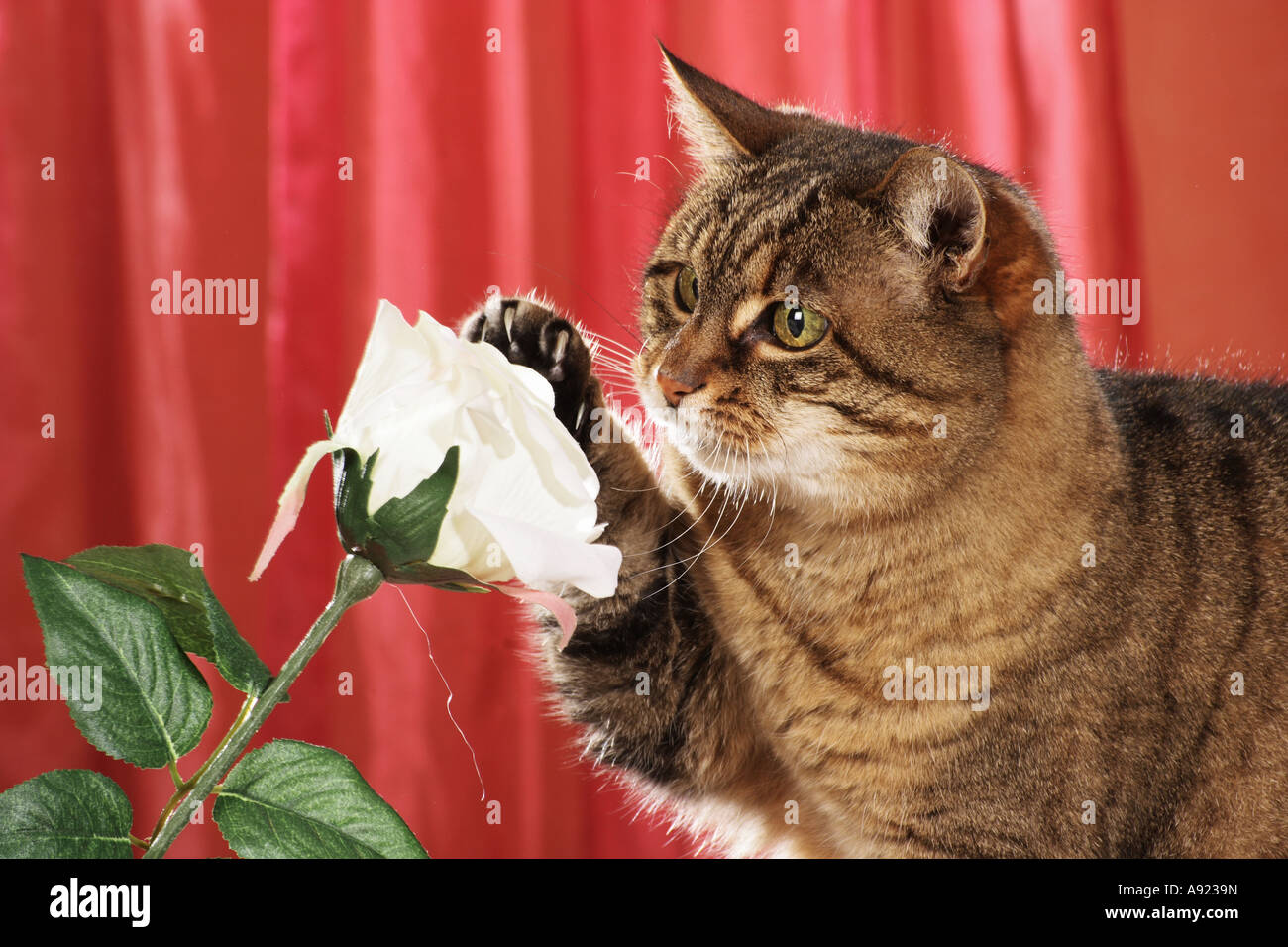 cat - at white rose Stock Photo - Alamy
