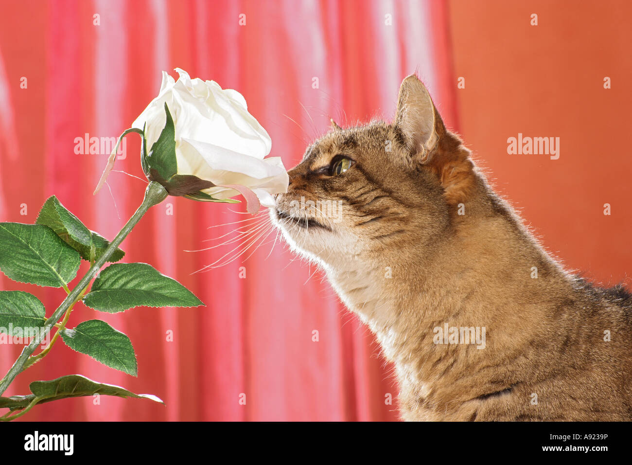 Cat sniffing at rose hi-res stock photography and images - Alamy