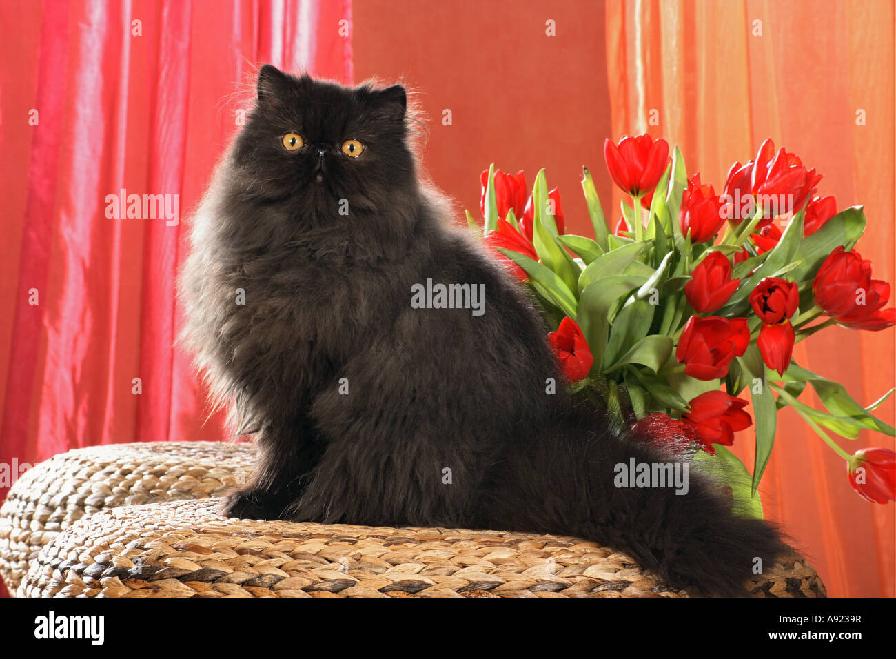 Black Persian