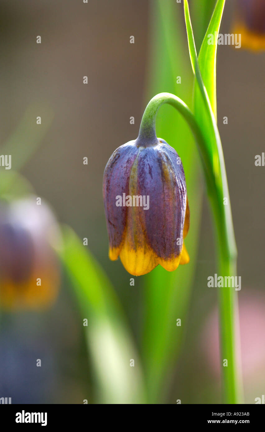 Vulpis High Resolution Stock Photography and Images - Alamy