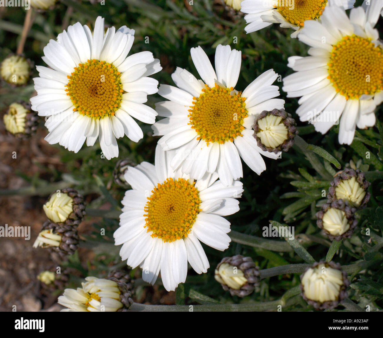 Rhodanthemum daisies hi-res stock photography and images - Alamy