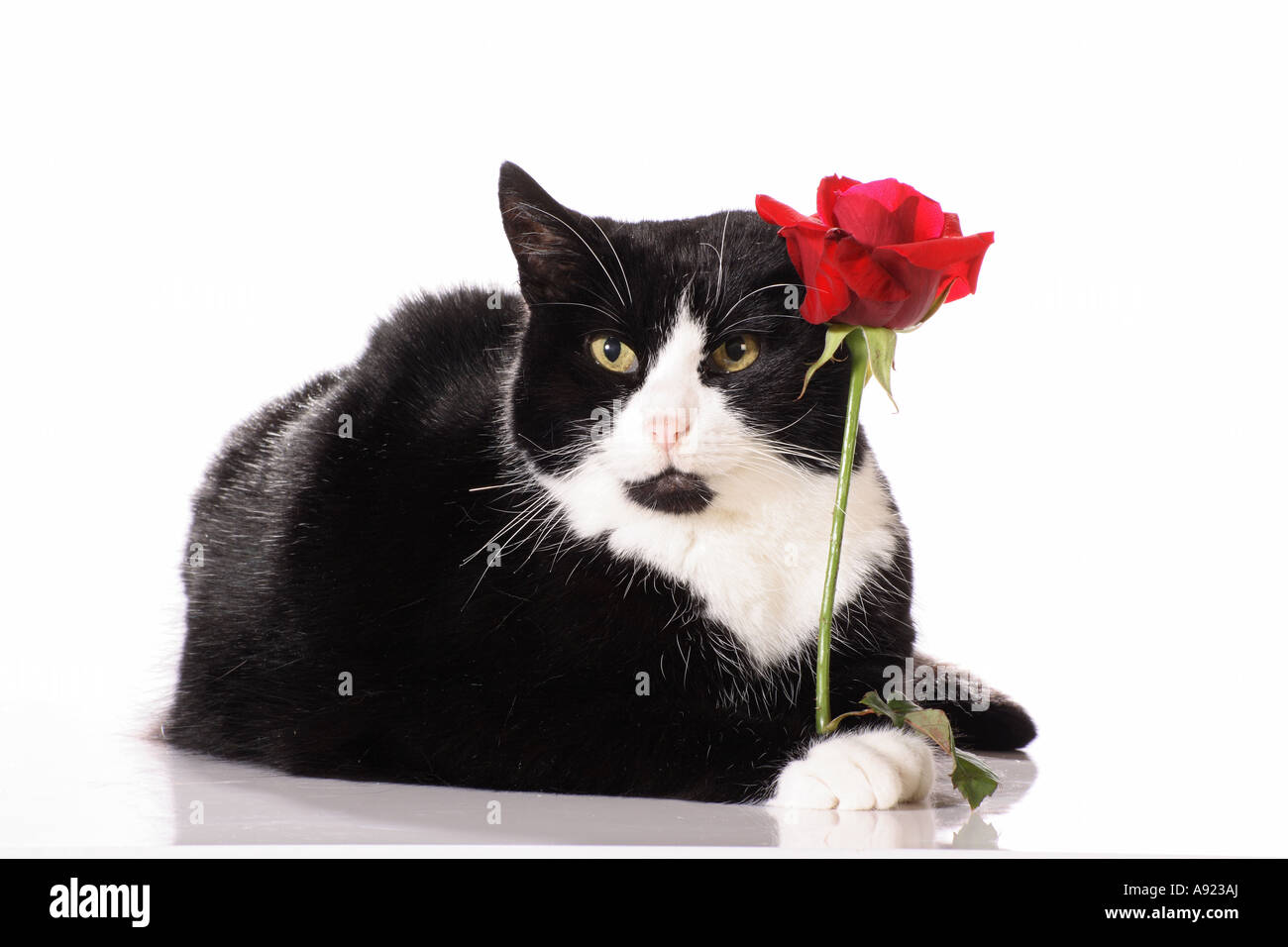 Cat rose hi-res stock photography and images - Alamy