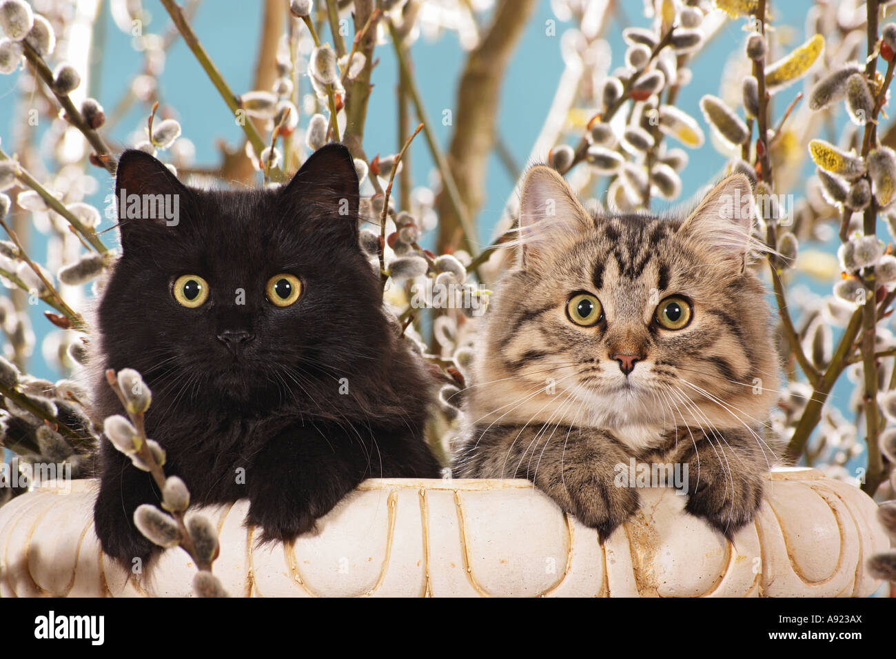 two Siberian forest cats - in front of catkins Stock Photo - Alamy