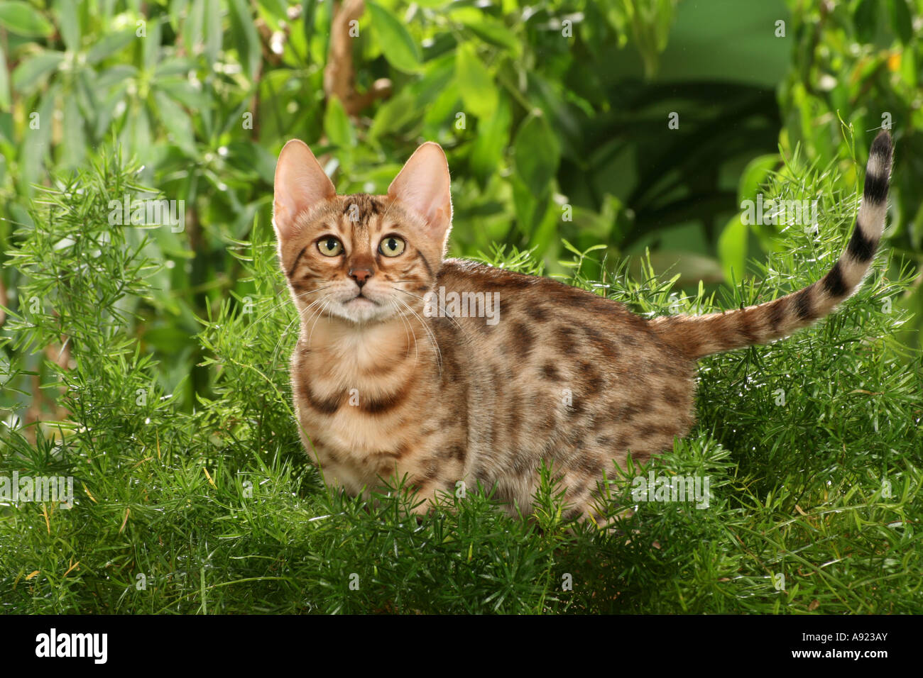 Bengal kitten - standing lateral Stock Photo - Alamy