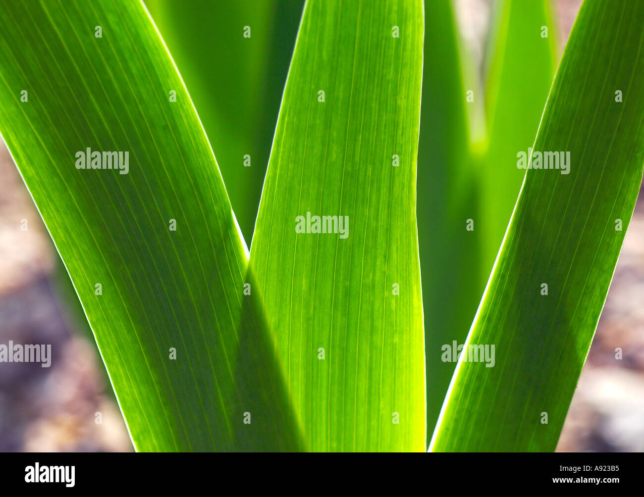 Iris Leaves Iridaceae Stock Photo - Alamy