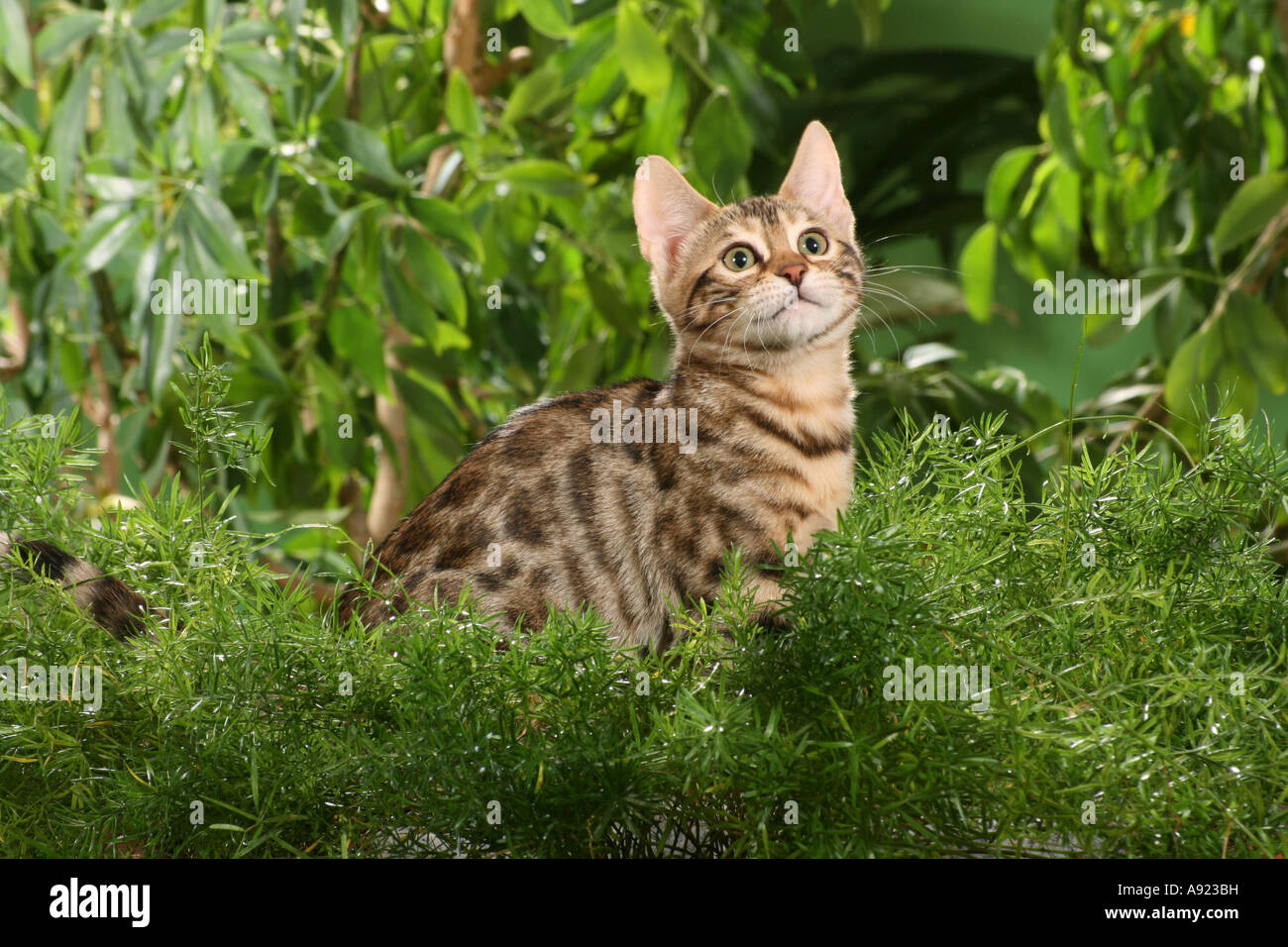 Bengal kitten - sitting lateral Stock Photo - Alamy