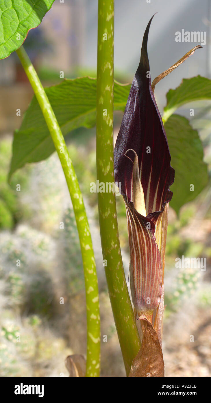 Araceae plants hi-res stock photography and images - Alamy