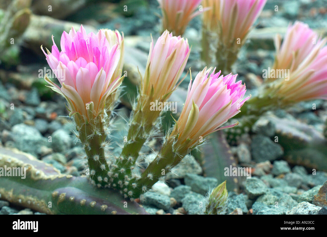 Echinocereus Scheeri Cactaceae Stock Photo - Alamy