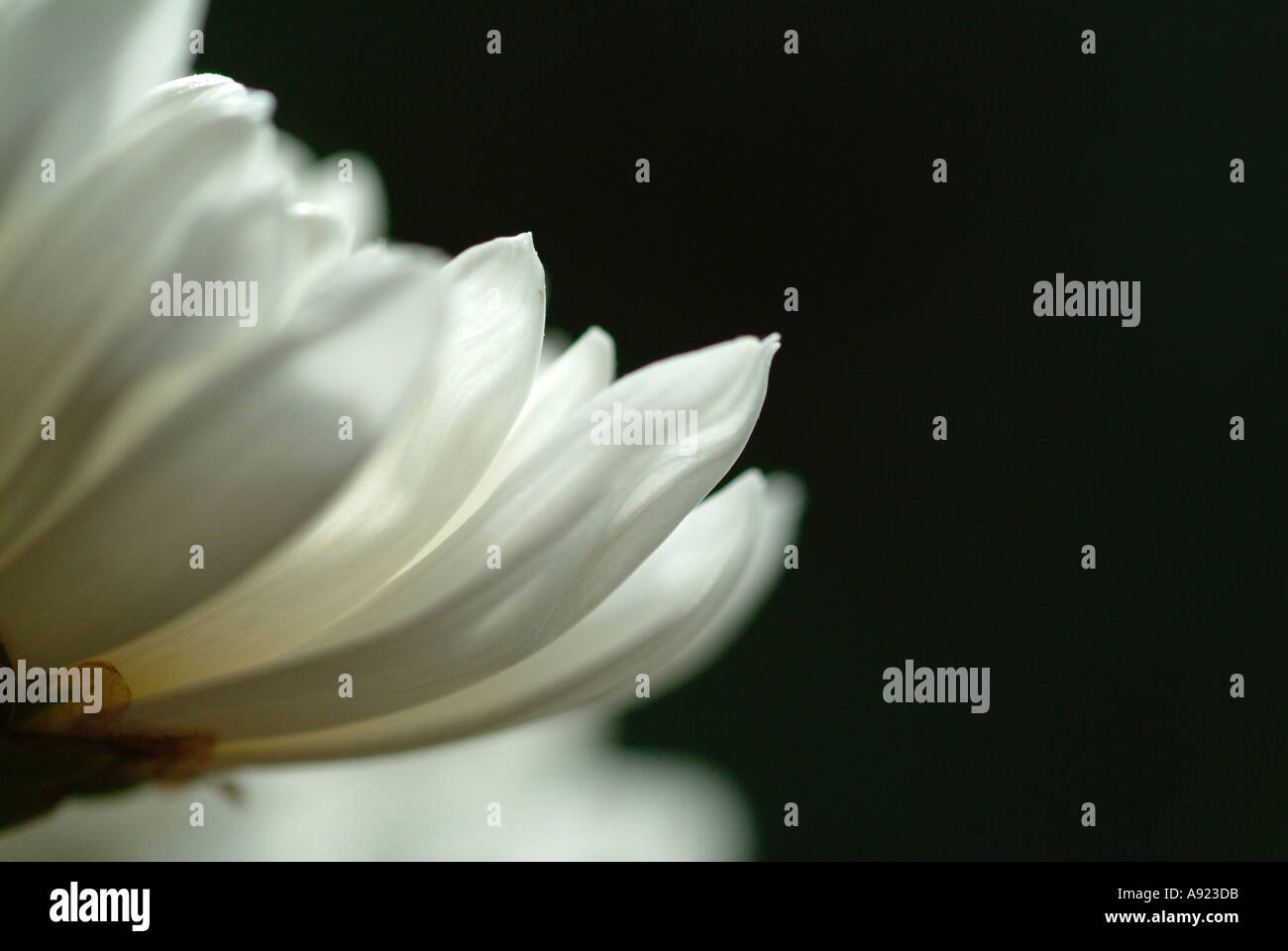 Flower with white petals and light from behind against a black ...