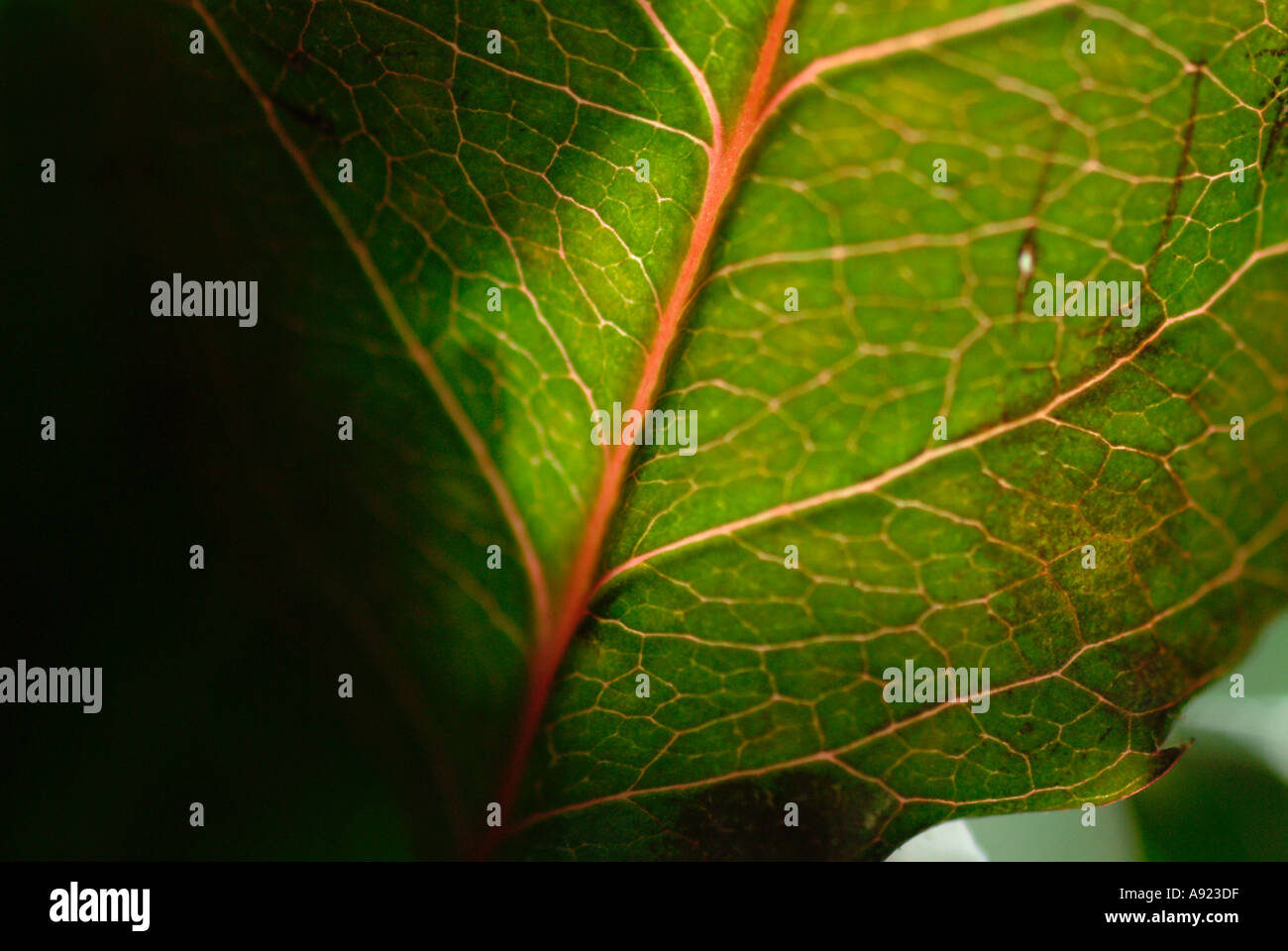 Translucent green leaf showing texture and veins Stock Photo - Alamy