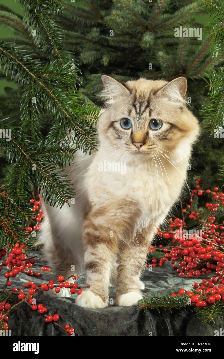 Sacred cat of Burma - standing Stock Photo - Alamy