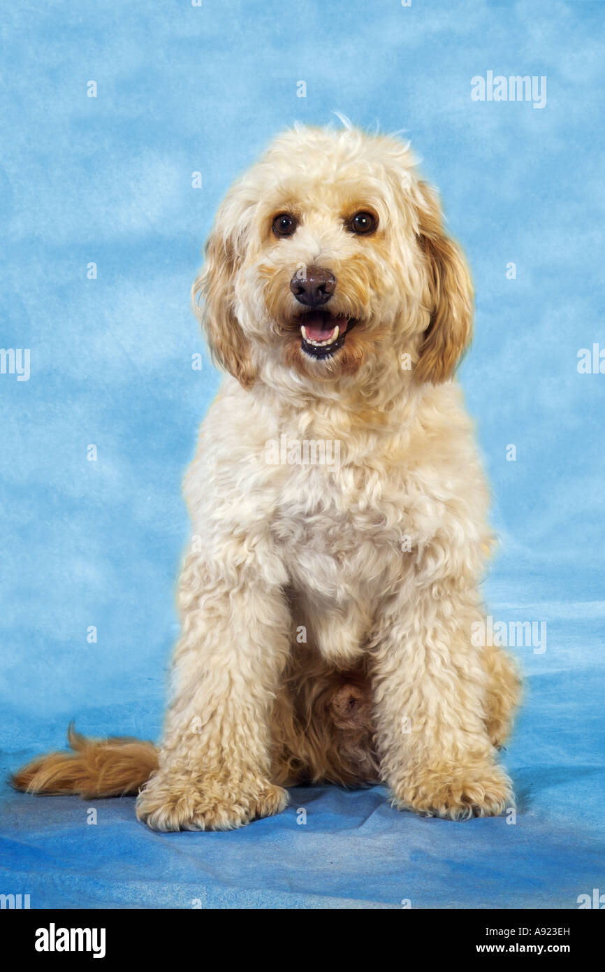half breed dog - sitting - cut out Stock Photo - Alamy