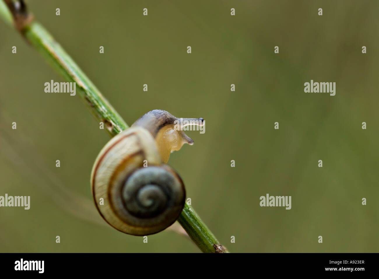 small snail - at blade Stock Photo - Alamy