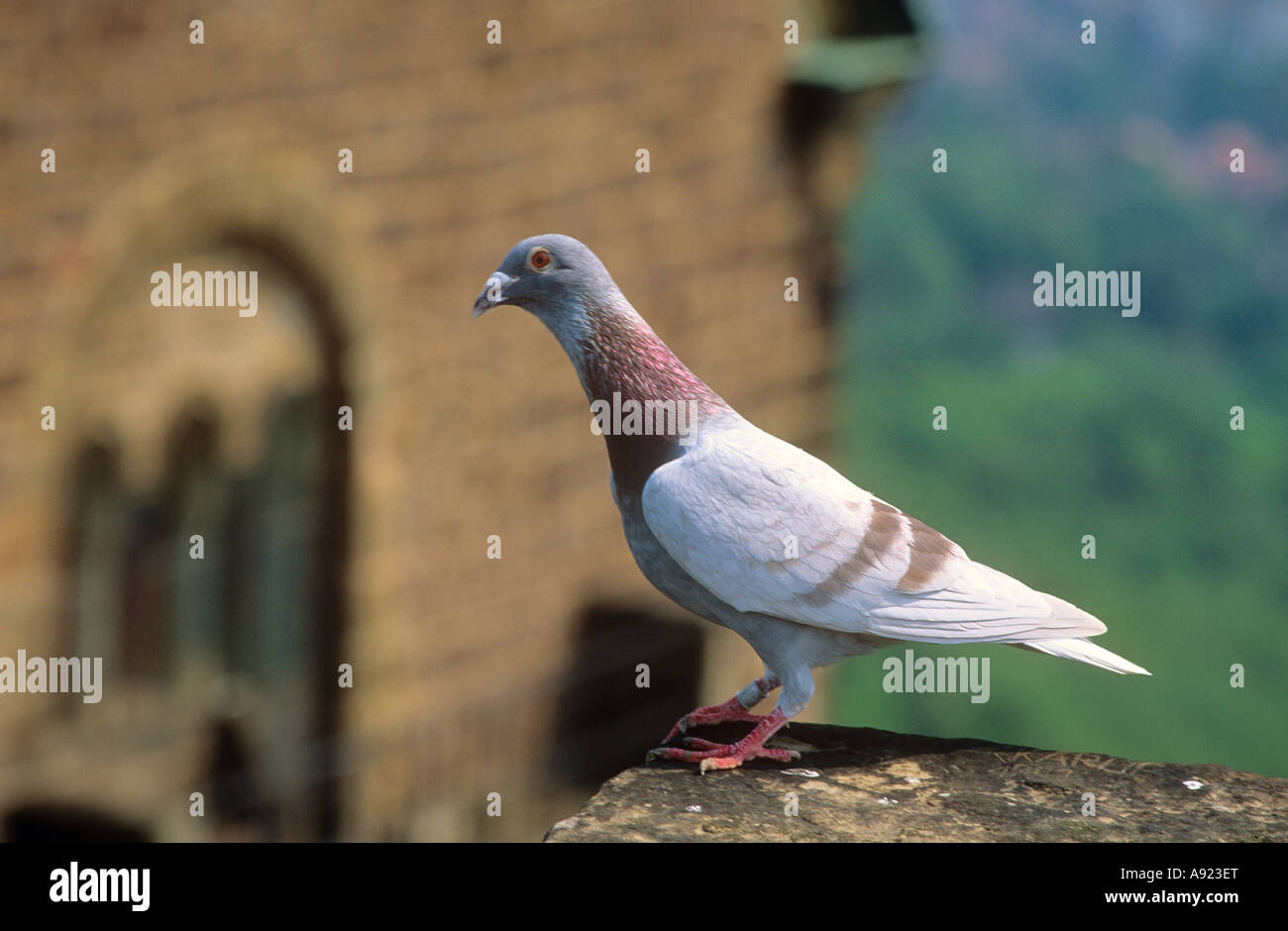dove - standing Stock Photo - Alamy