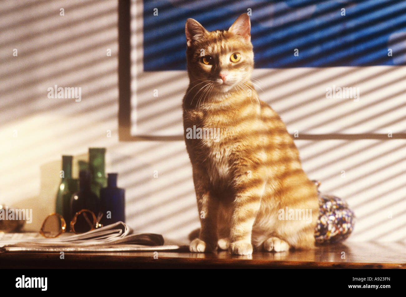 domestic cat - sitting Stock Photo - Alamy