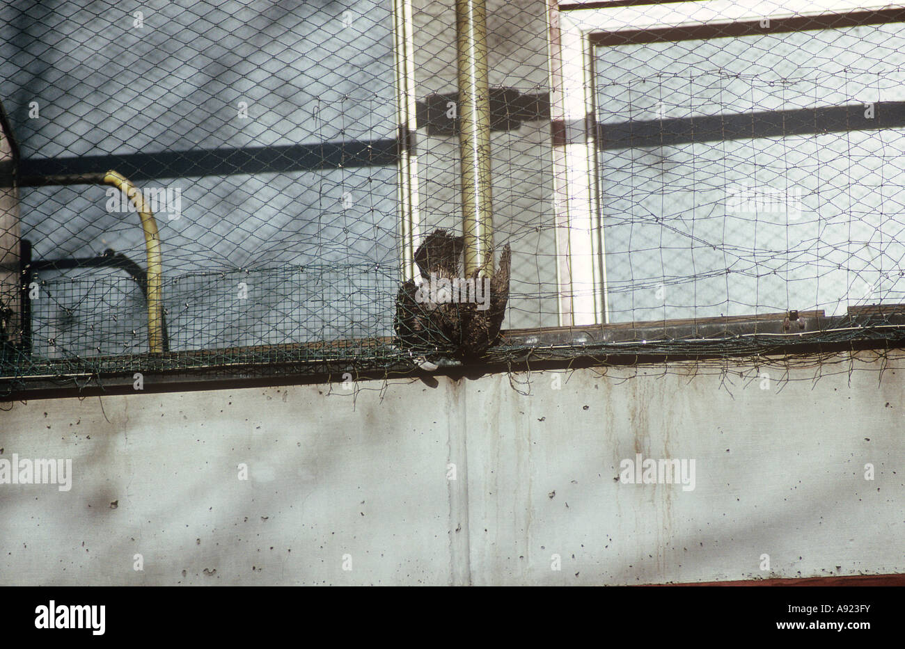 dead dove hanging in fence Stock Photo - Alamy