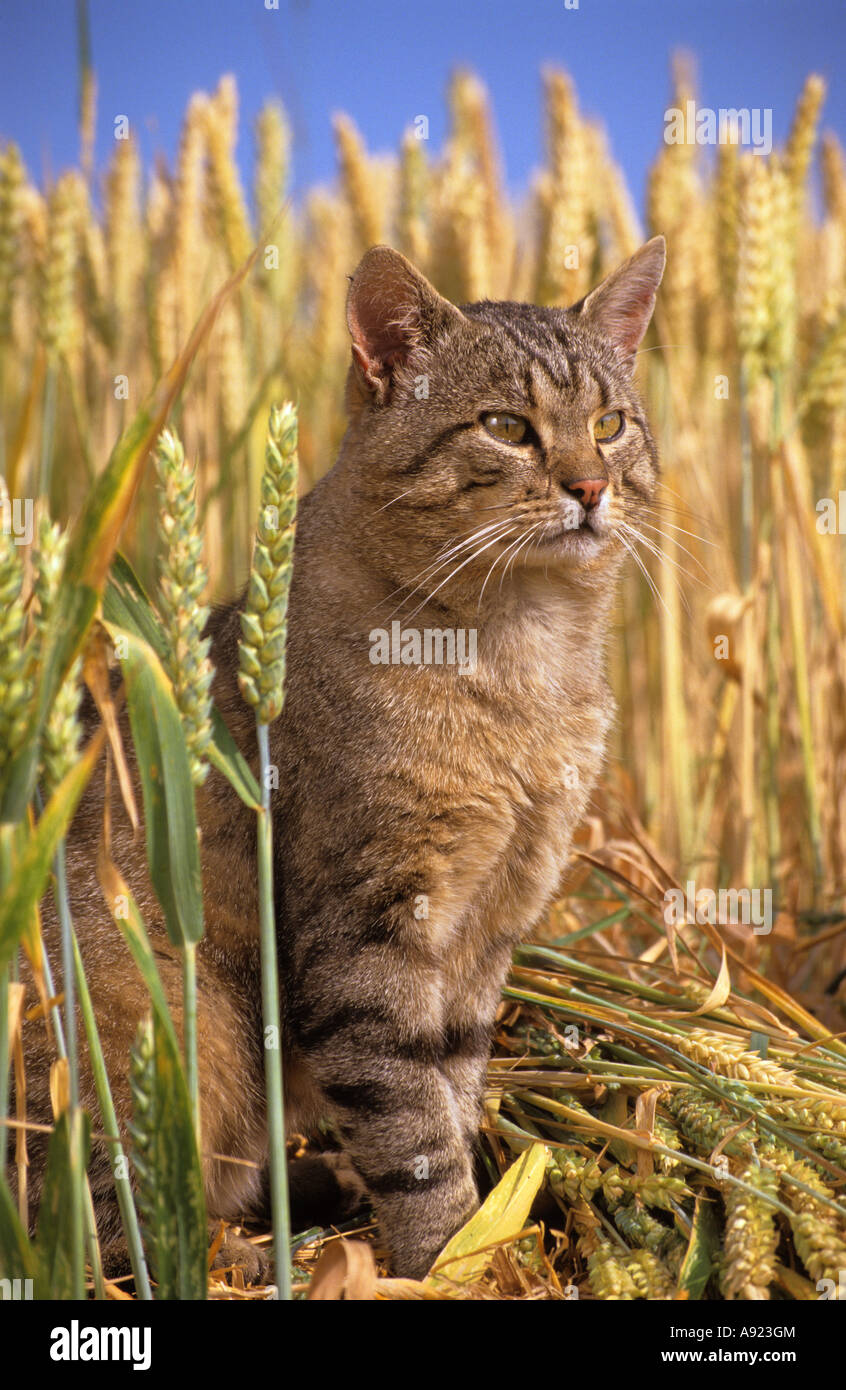 Cat corn field hi-res stock photography and images - Alamy