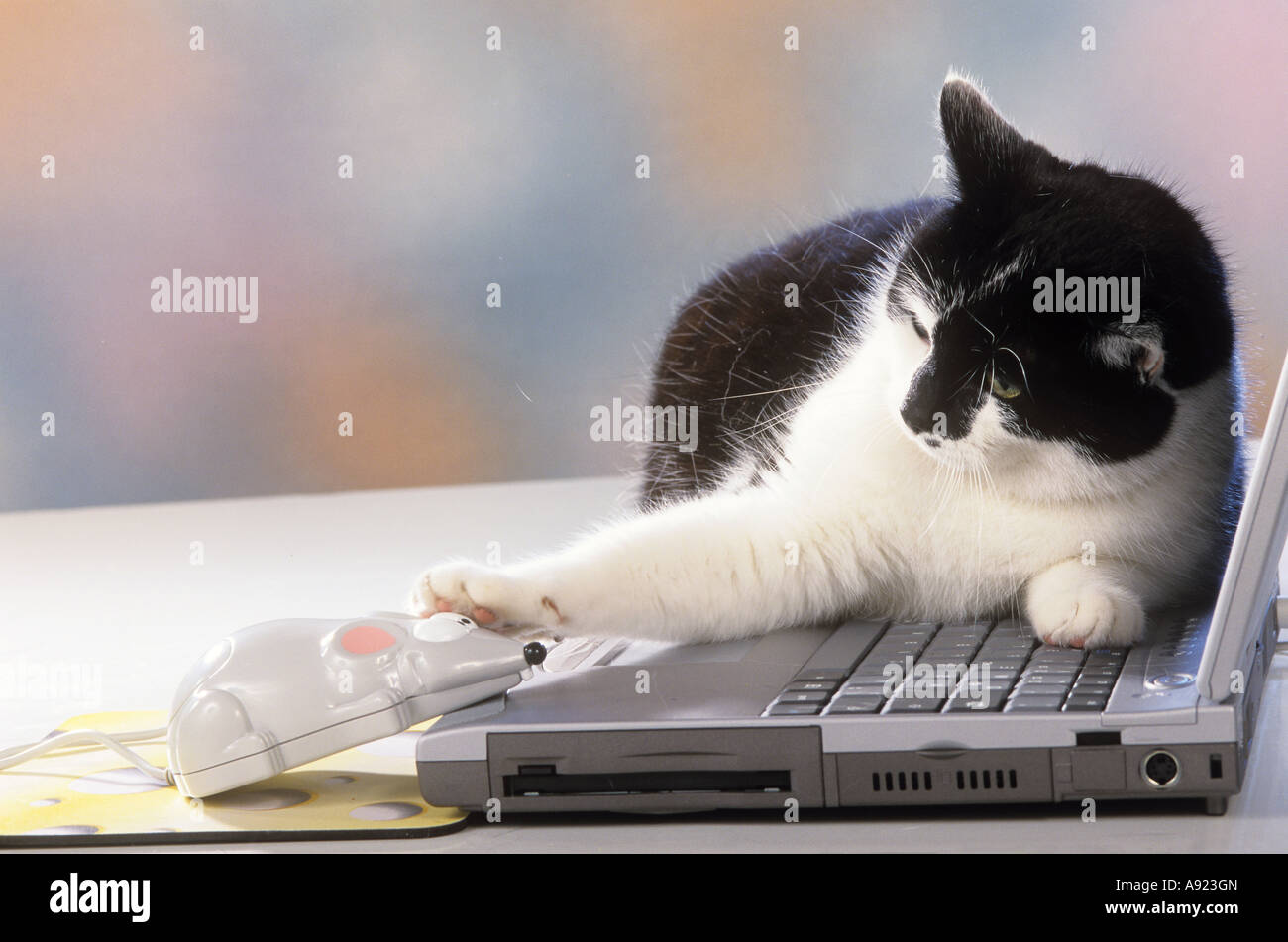 domestic cat on computer Stock Photo - Alamy