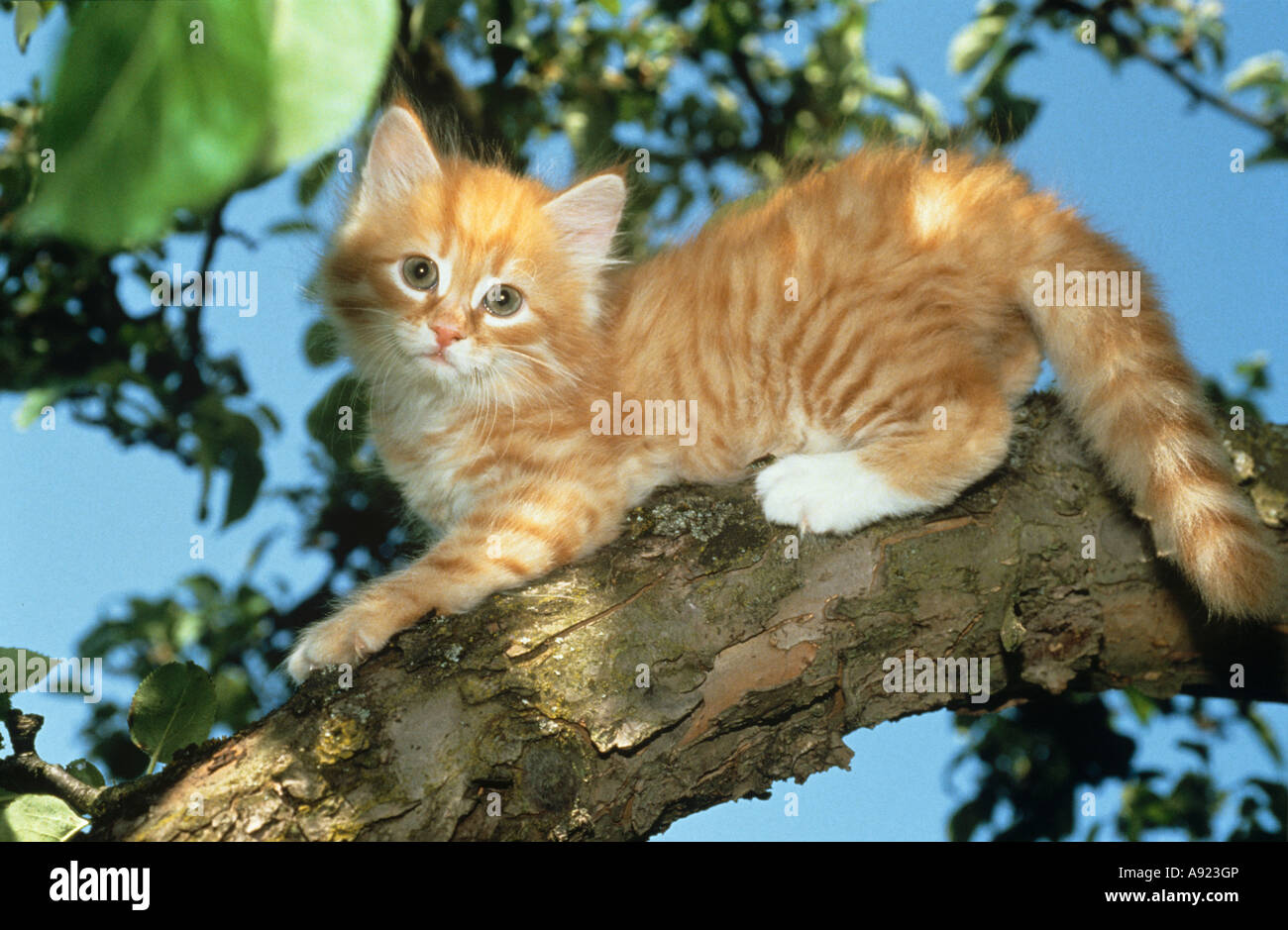 young Angora cat on tree Stock Photo - Alamy