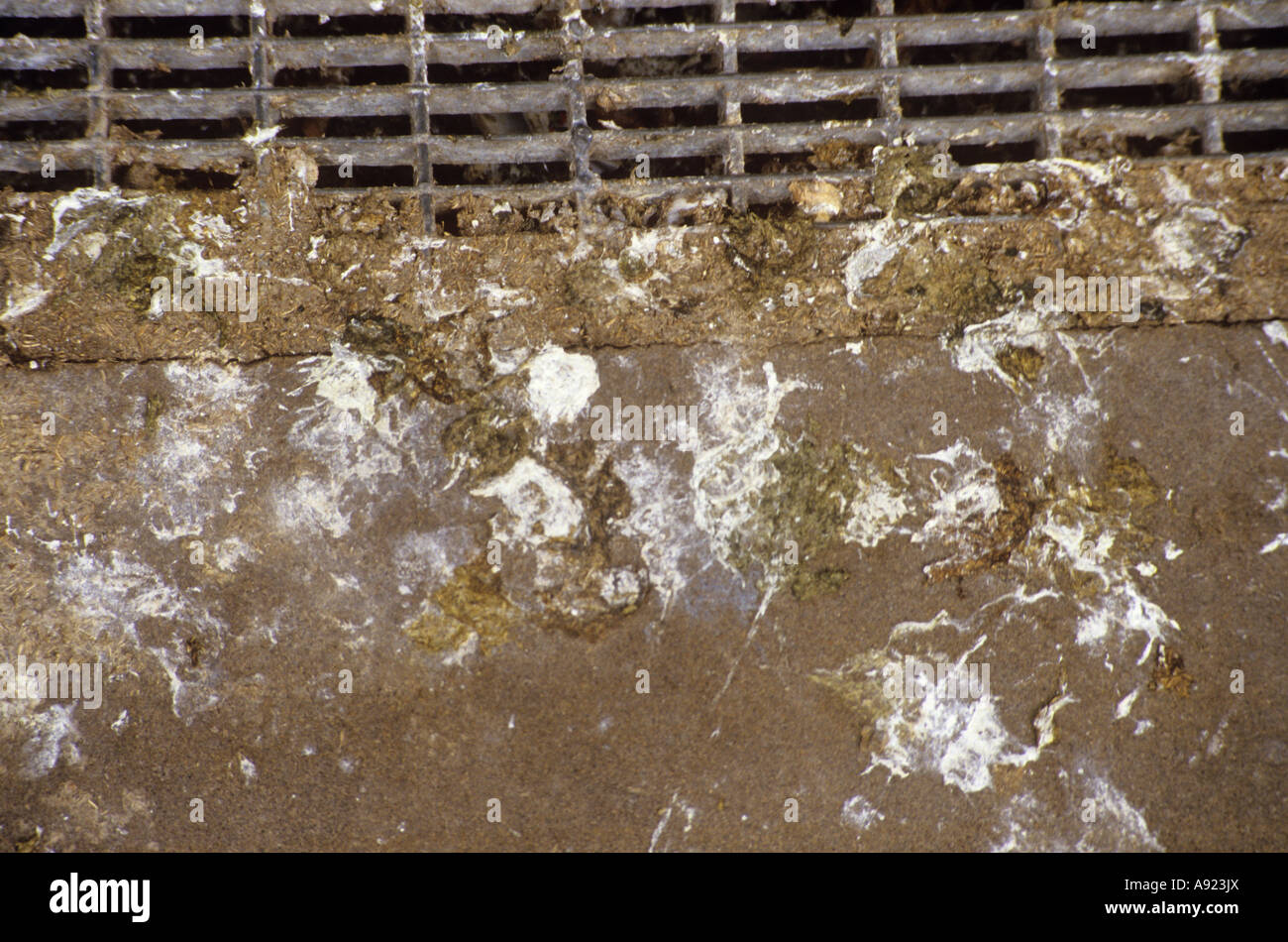 Excrements animal feces hi-res stock photography and images - Alamy