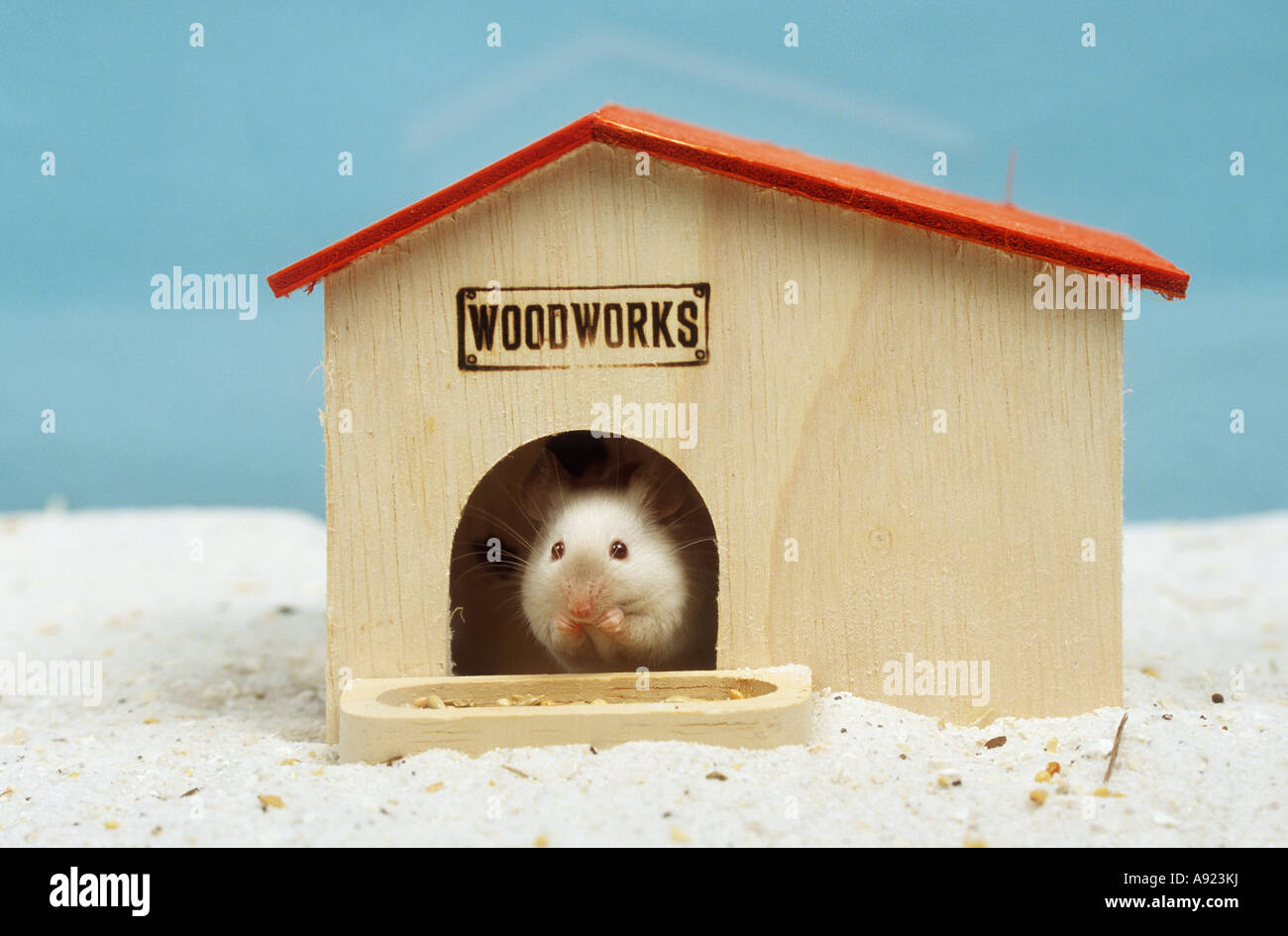 fancy mouse - in house Stock Photo - Alamy