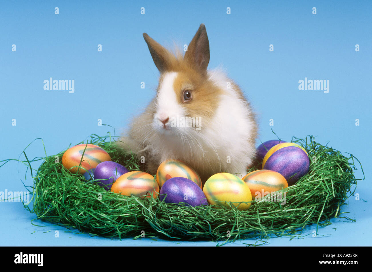 rabbit in Easter nest Stock Photo - Alamy