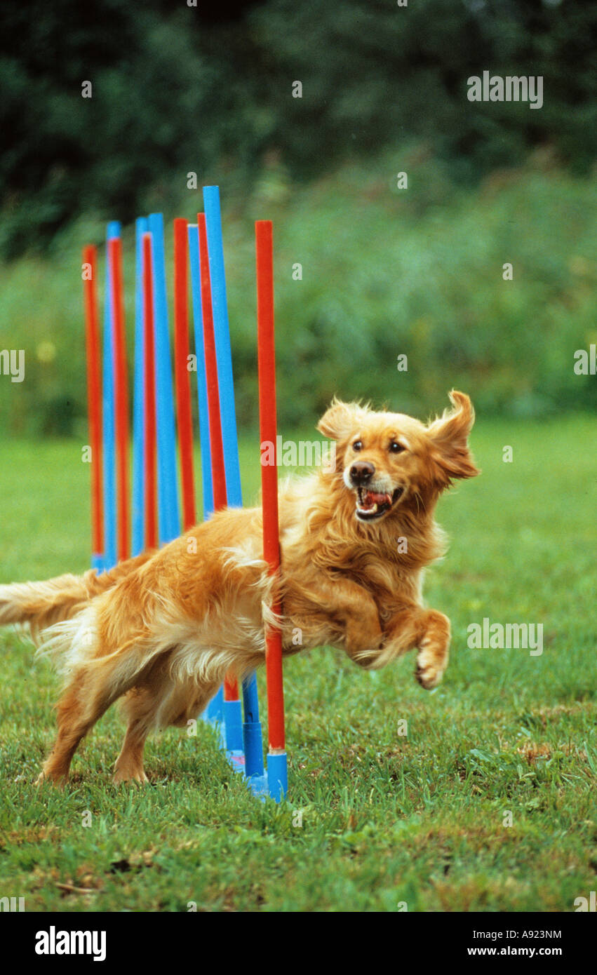 Agility: Golden Retriever dog - running between rods Stock Photo - Alamy