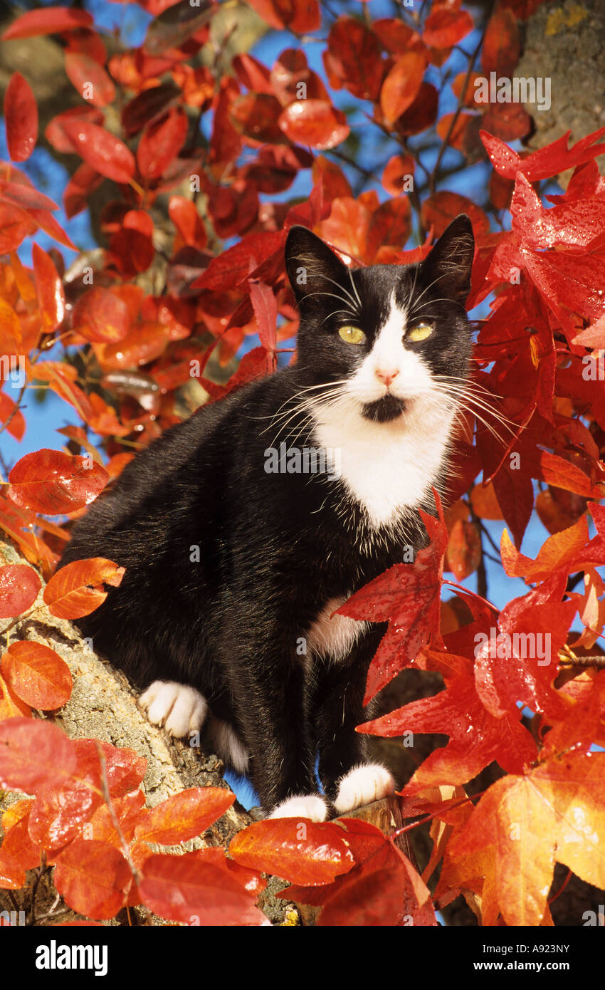 domestic cat on tree Stock Photo - Alamy