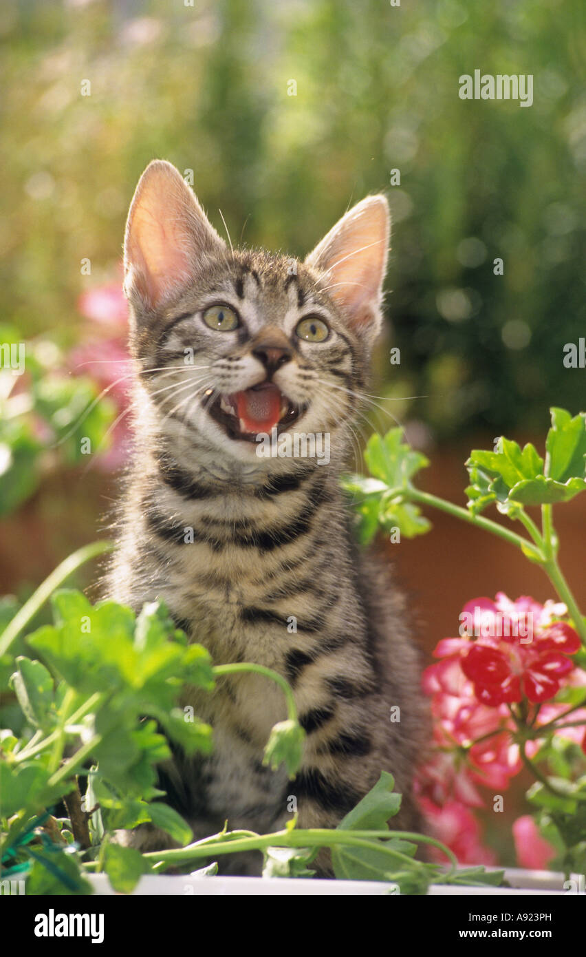 young tabby domestic cat - between flowers Stock Photo - Alamy