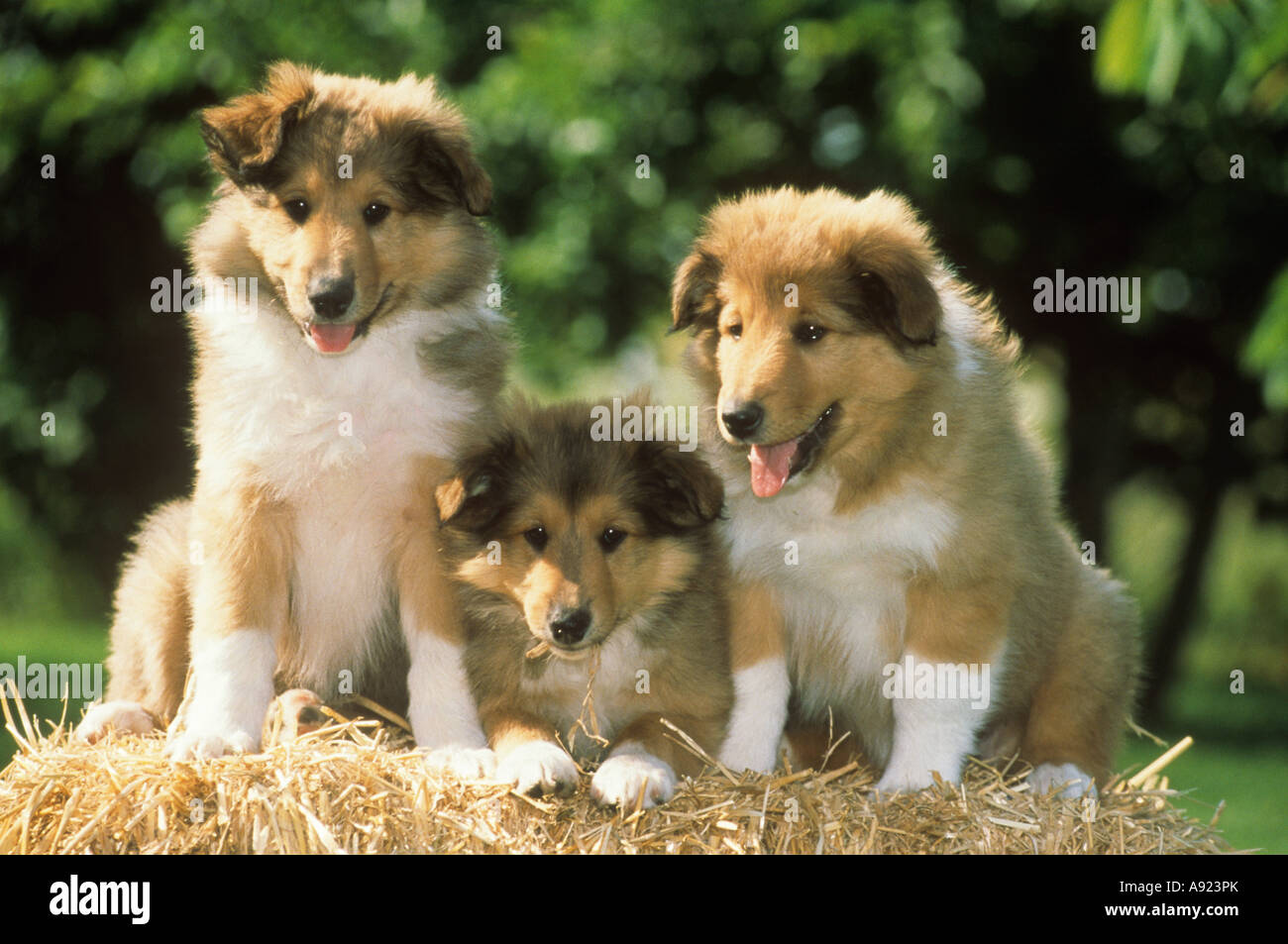 Collie dog - three puppies sitting on straw Stock Photo - Alamy