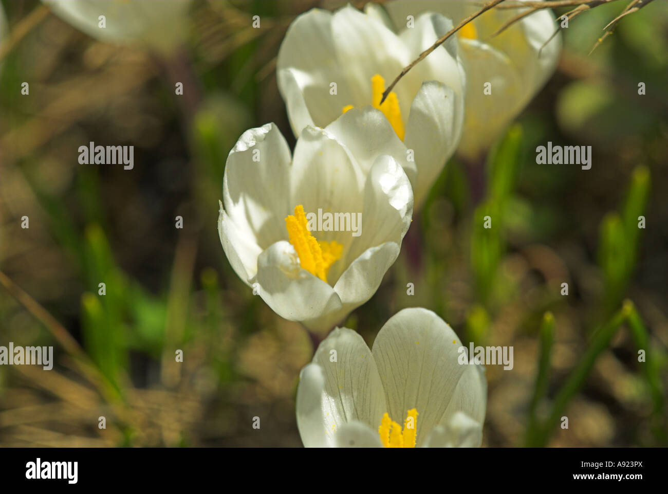 White crocus (Crocus Albiflorus) Switzerland Stock Photo - Alamy