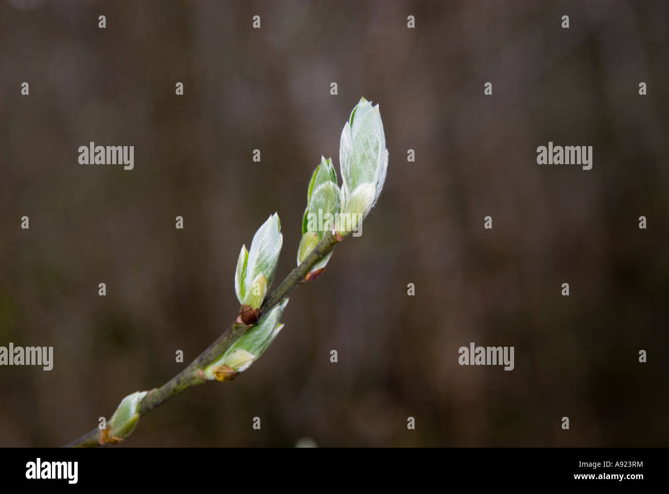 leaf buds on a tree Stock Photo - Alamy