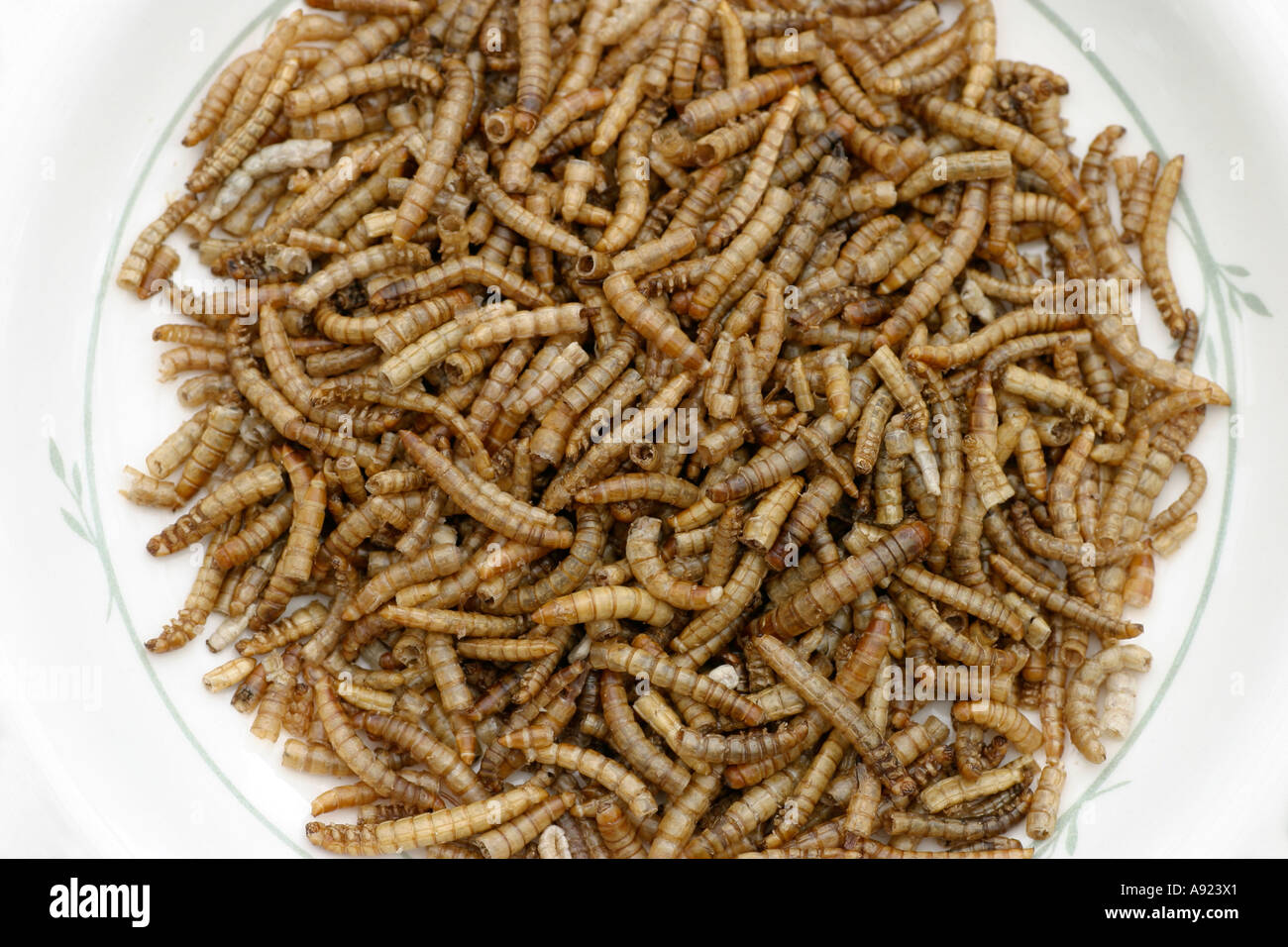 Meal worms bird hi-res stock photography and images - Alamy