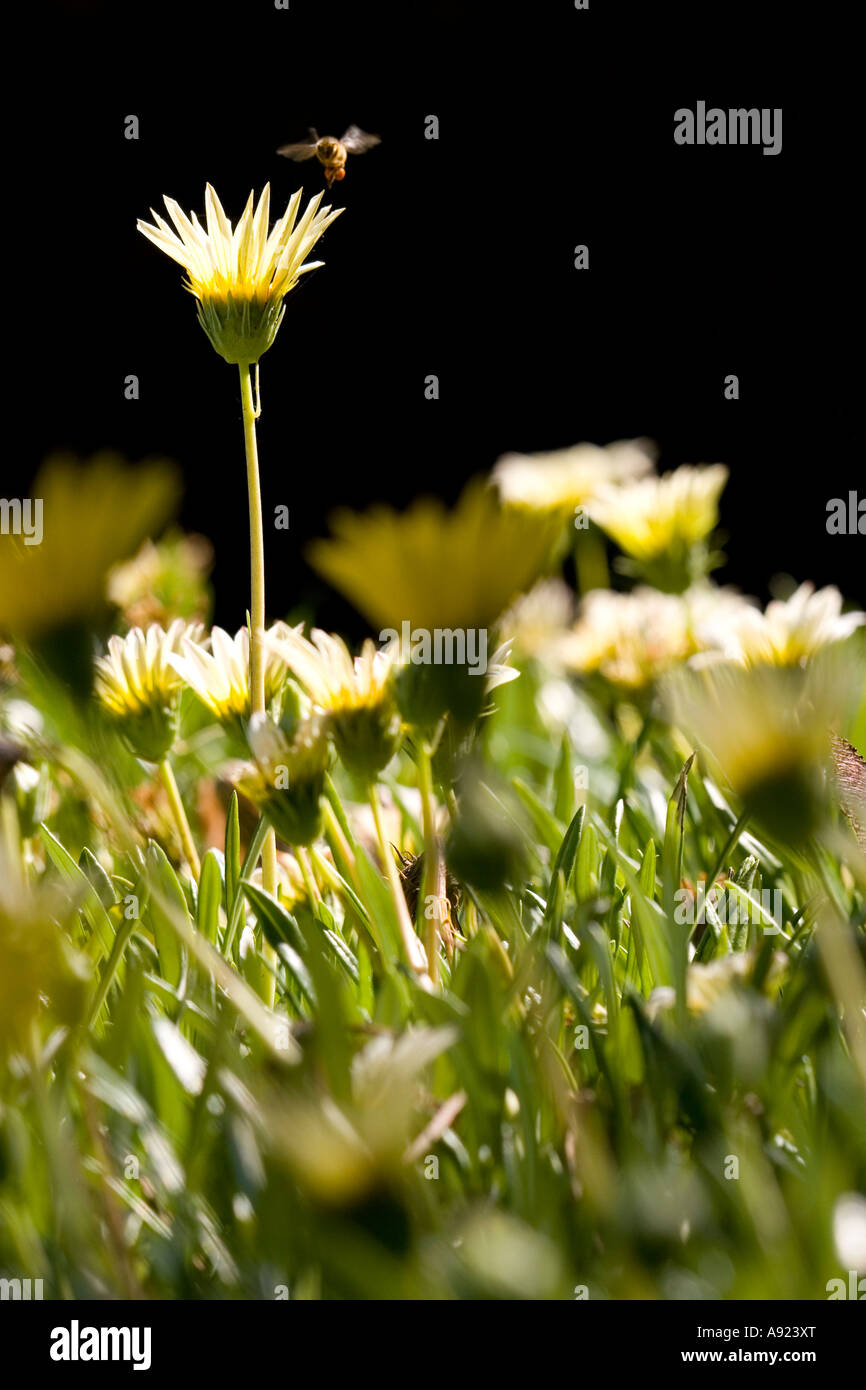 Bee hovering over flower Stock Photo - Alamy